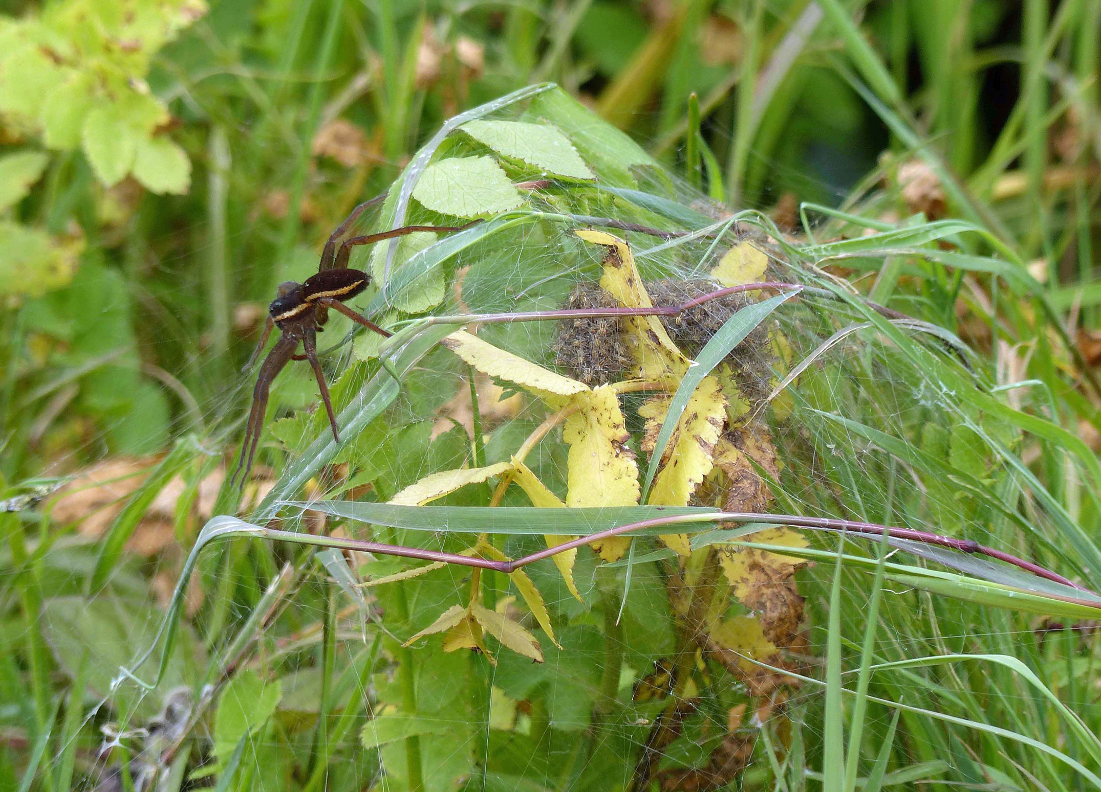 Identification | Fen Raft Spider Conservation
